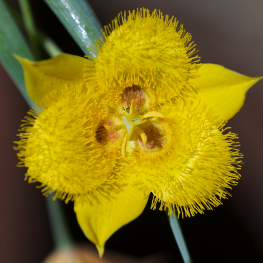 Yellow Star-Tulip (Calochortus Monophyllus) Plant Care & How to Grow, Water