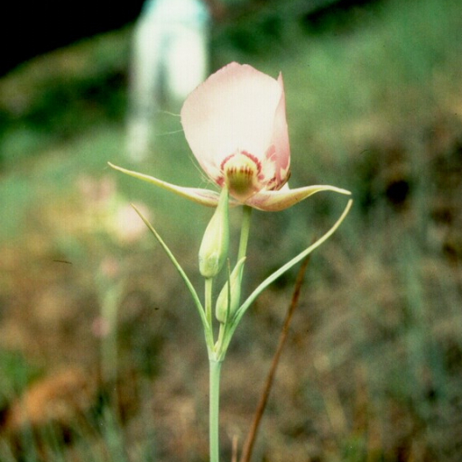 Broadfruit Mariposa Lily (Calochortus Nitidus) Plant Care & How to Grow ...