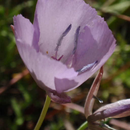 Naked Mariposa Lily (Calochortus Nudus) Plant Care & How to Grow, Water