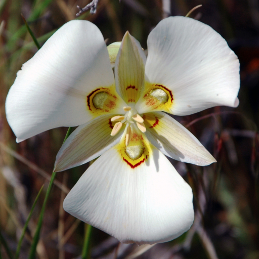 Sego Lily (Calochortus Nuttallii) Plant Care & How to Grow, Water