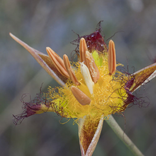 San Luis Mariposa Lily (Calochortus Obispoensis) Plant Care & How to ...