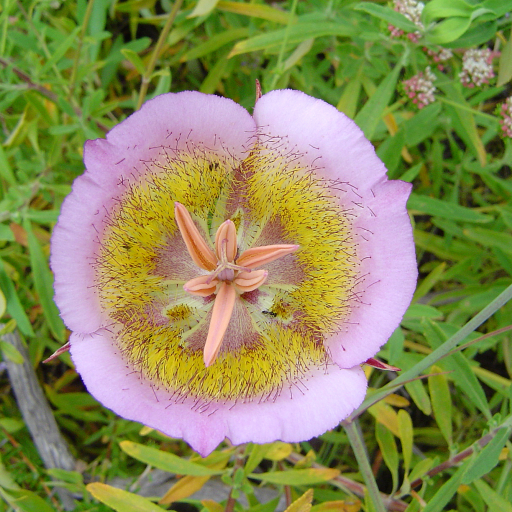 Plummer's Mariposa Lily (Calochortus Plummerae) Plant Care & How to ...