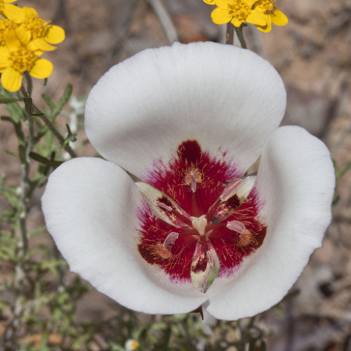 La Panza Mariposa Lily (Calochortus Simulans) Plant Care & How to Grow ...
