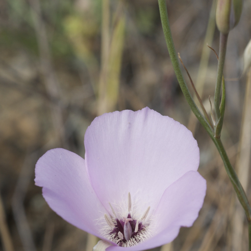 Splendid Mariposa Lily (Calochortus Splendens) Plant Care & How to Grow ...