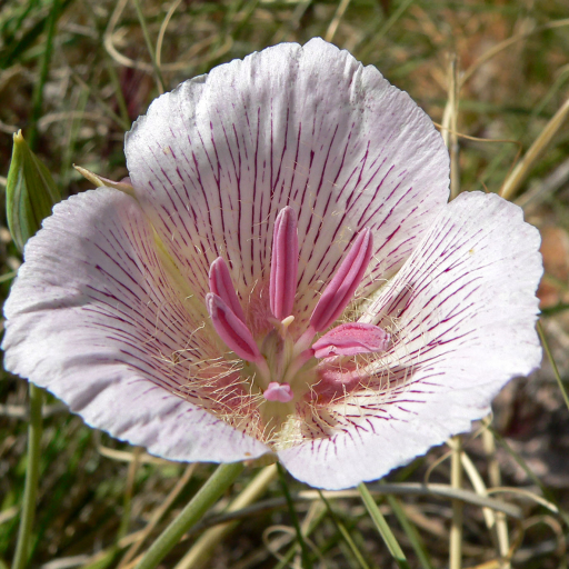 Alkali Mariposa-Lily (Calochortus Striatus) Care Guide: Water, Soil ...