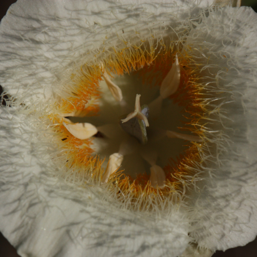 Subalpine Mariposa Lily (Calochortus Subalpinus) Plant Care & How to ...