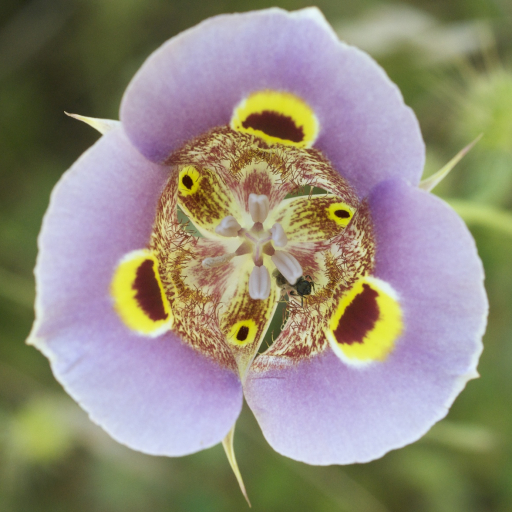 Superb Mariposa-Lily (Calochortus Superbus) Plant Care & How to Grow, Water