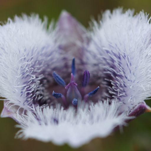 Tolmie Star-tulip (Calochortus Tolmiei) Plant Care & How to Grow, Water