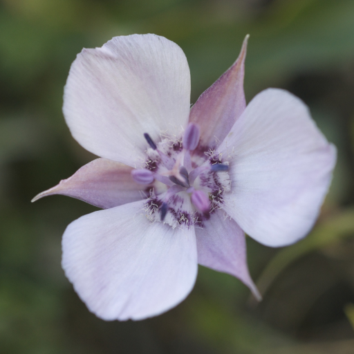 Oakland Mariposa Lily (Calochortus Umbellatus) Plant Care & How to Grow ...