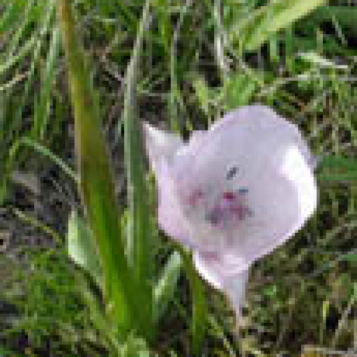 Monterey Mariposa Lily (Calochortus Uniflorus) Plant Care & How to Grow ...