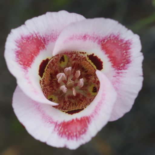 Butterfly Mariposa Lily (Calochortus Venustus) Plant Care & How to Grow ...