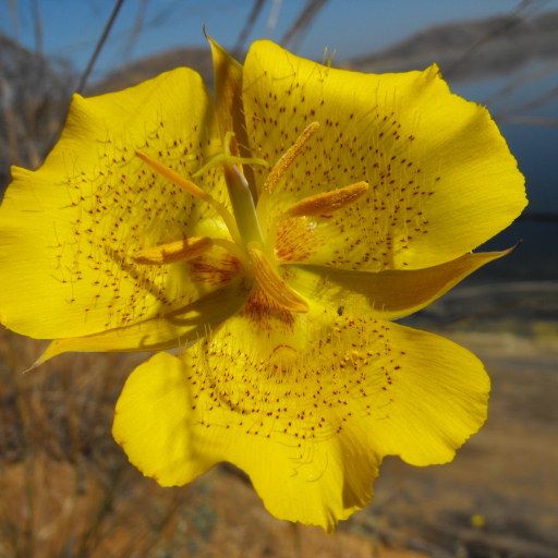 Weed's Mariposa Lily (Calochortus Weedii) Plant Care & How to Grow, Water