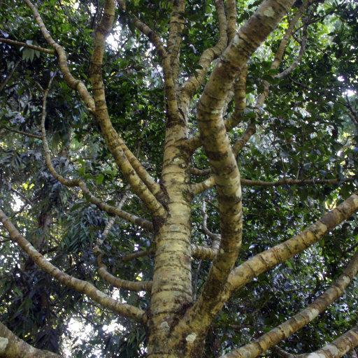 MarÍ (Calophyllum Calaba) Plant Care & How to Grow, Water