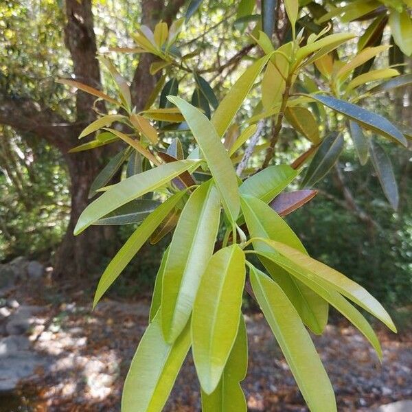 Calophyllum Caledonicum Plant Care & How to Grow, Water