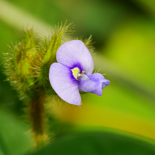 Calopo (Calopogonium Mucunoides) Plant Care & How to Grow, Water