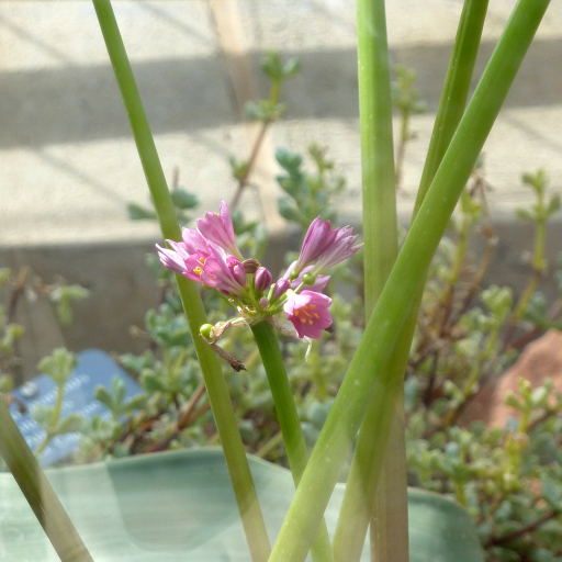 Garland Lily (Calostemma Purpureum) Plant Care & How to Grow, Water