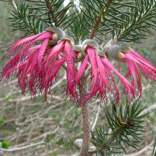 Mouse Ears (Calothamnus Rupestris) Plant Care & How to Grow, Water