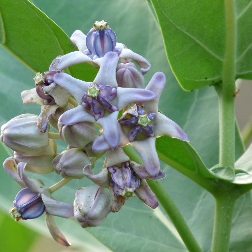 Crown Flower (Calotropis Gigantea) Plant Care & How to Grow, Water