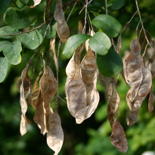 Golden-pea (Calpurnia Aurea) Plant Care & How to Grow, Water