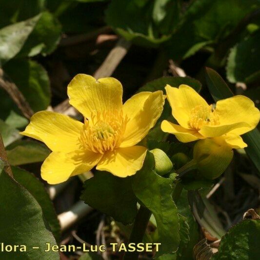 Marsh Marigold (Caltha Polypetala) Plant Care & How to Grow, Water