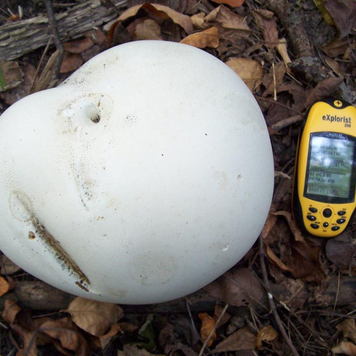 Giant Puffball (Calvatia Gigantea) Plant Care & How to Grow, Water