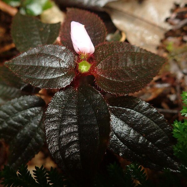 Calvoa Hirsuta Plant Care & How to Grow, Water