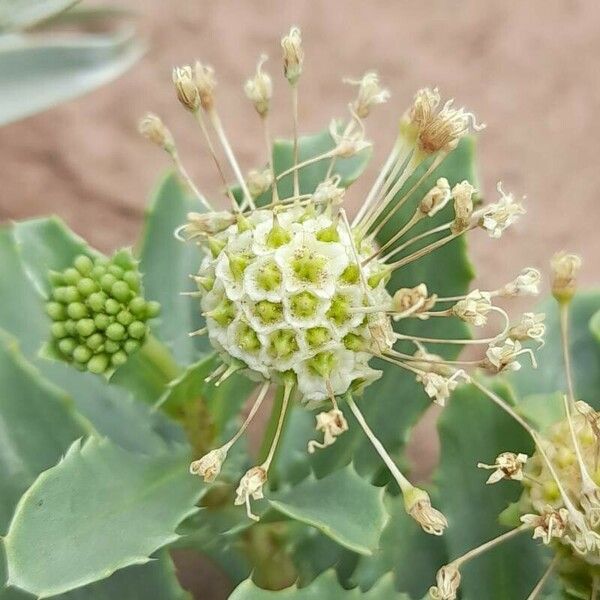 Calycera Crassifolia Care Guide: Water, Soil & Propagation - Plantiary