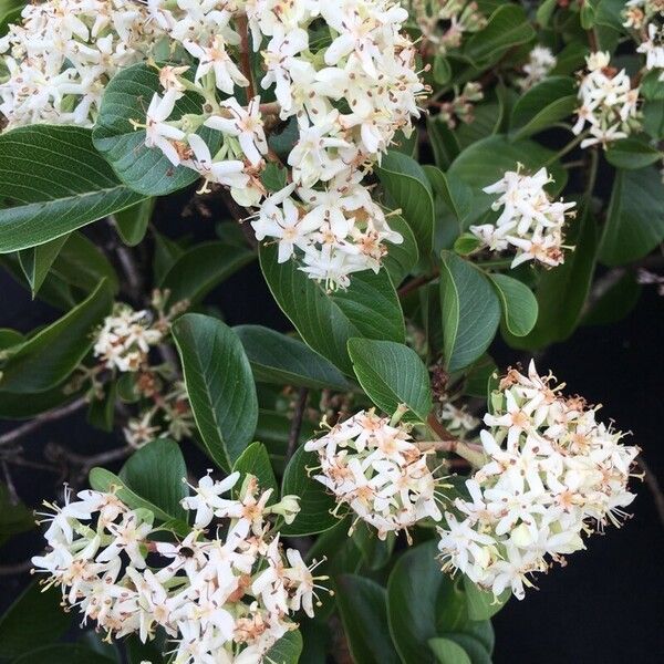 Calycophyllum Multiflorum Plant Care & How to Grow, Water