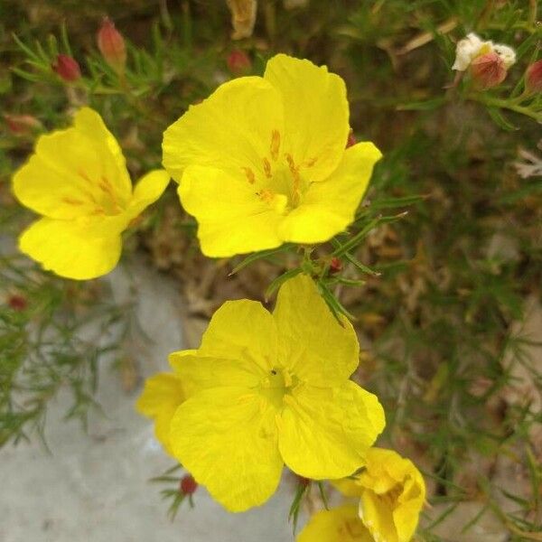 Hartweg's Sundrops (Calylophus Hartwegii) Plant Care & How to Grow, Water