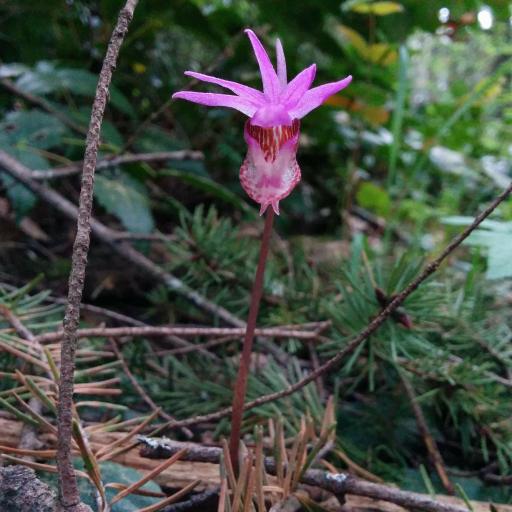Calypso Orchid (Calypso Bulbosa) Plant Care & How to Grow, Water