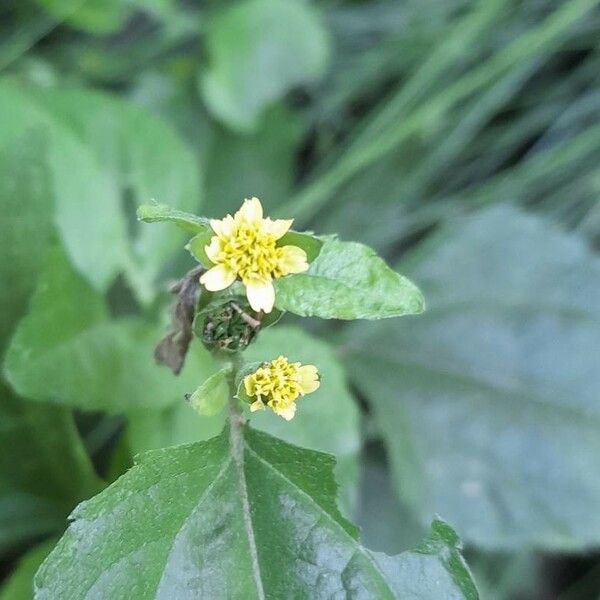 Calyptocarpus Brasiliensis Care Guide: Water, Soil & Propagation ...
