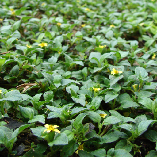 Straggler Daisy (Calyptocarpus Vialis) Plant Care & How to Grow, Water