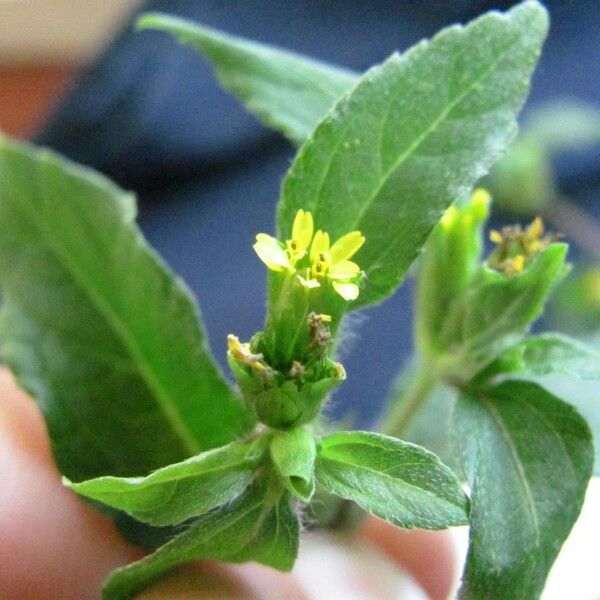 Calyptocarpus Wendlandii Plant Care & How to Grow, Water