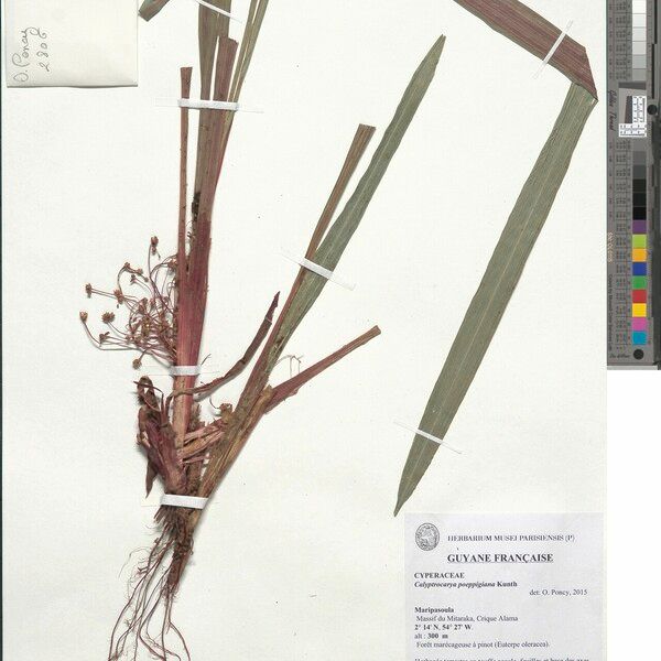 Calyptrocarya Poeppigiana Care Guide: Water, Soil & Propagation - Plantiary