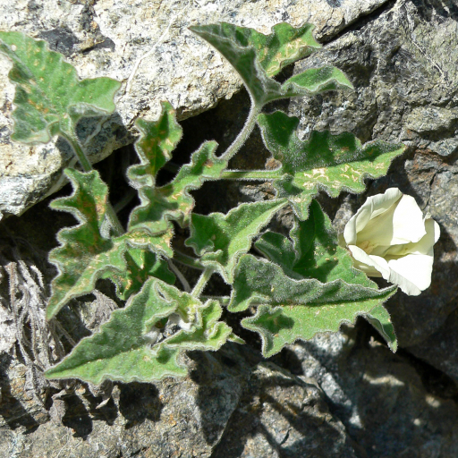 Coast Range False Bindweed (Calystegia Collina) Plant Care & How to ...