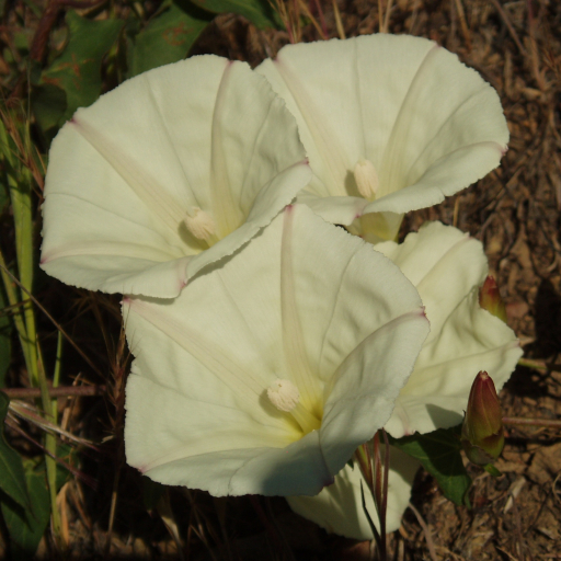 Chaparral False Bindweed (Calystegia Occidentalis) Plant Care & How to ...