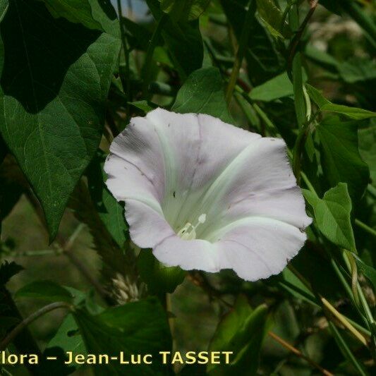 Hairy Bindweed (Calystegia × Pulchra) Care Guide: Water, Soil ...