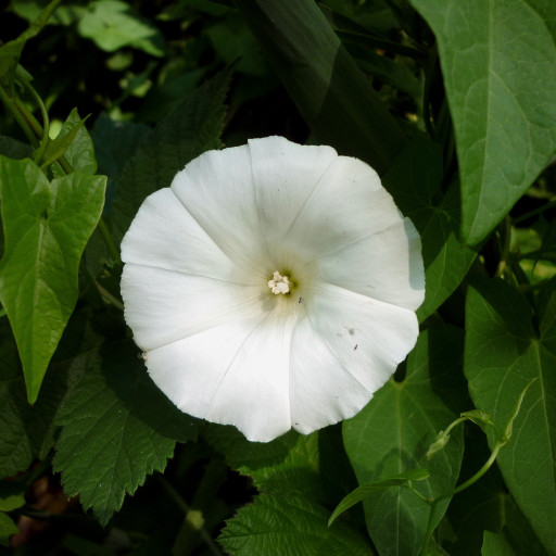Hedge Bindweed (Calystegia Sepium) Plant Care & How to Grow, Water