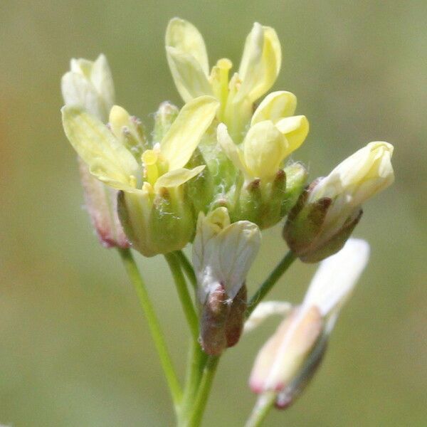 Graceful False Flax (Camelina Rumelica) Plant Care & How to Grow, Water