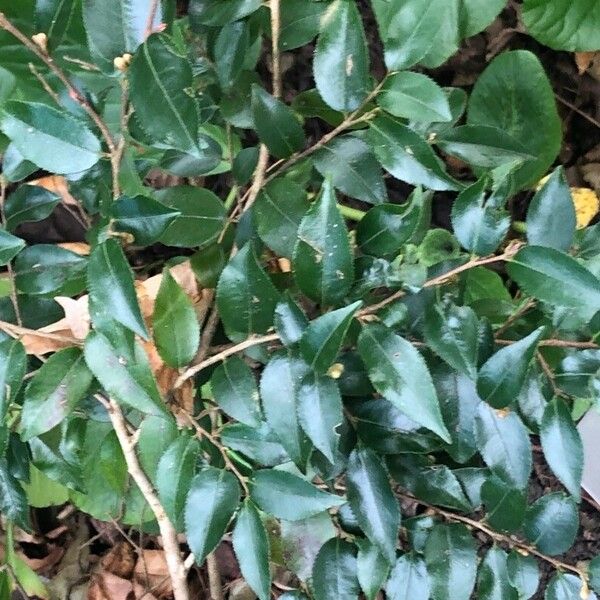 Camellia Forrestii Plant Care & How to Grow, Water