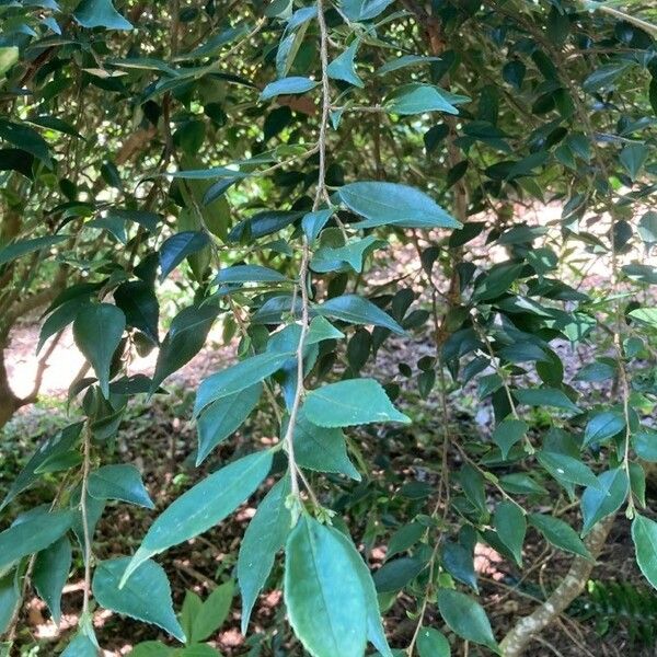 Camellia Fraterna Care Guide: Water, Soil & Propagation - Plantiary