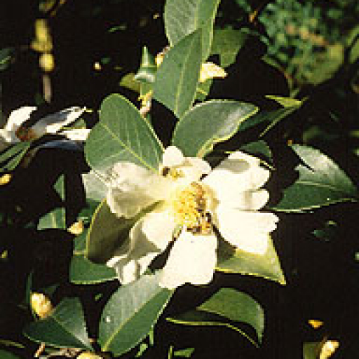 Tea-Oil- (Camellia Oleifera) Plant Care & How to Grow, Water