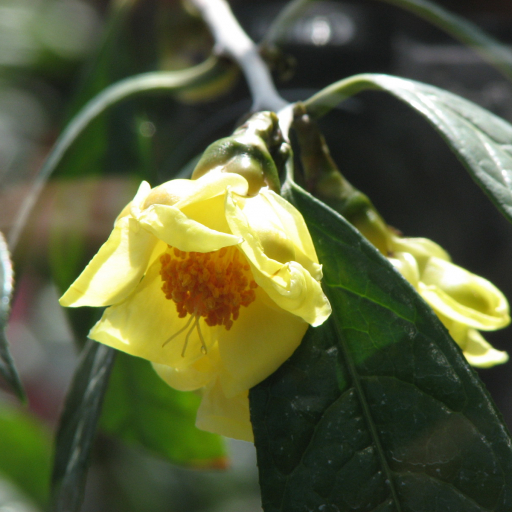 Golden Camellia (Camellia Petelotii) Plant Care & How to Grow, Water