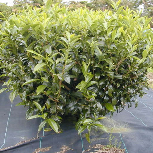 Tea (Camellia Sinensis) Plant Care & How to Grow, Water