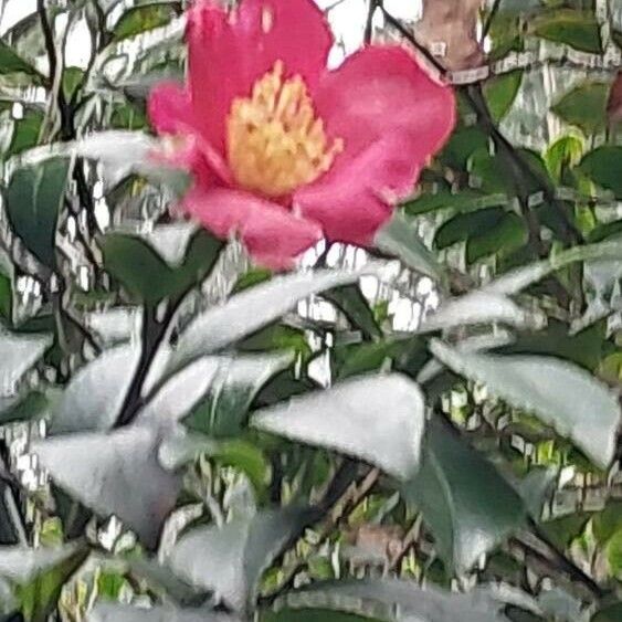 Camellia × Vernalis Plant Care & How to Grow, Water