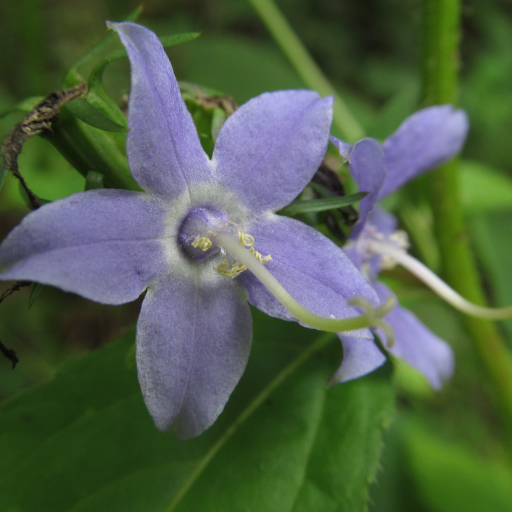 American Bellflower (Campanula Americana) Care Guide: Water, Soil ...