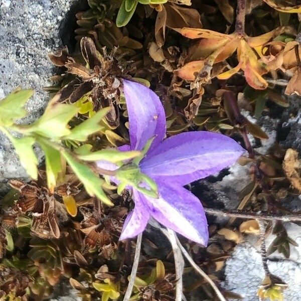 Orviedo Bellflower (Campanula Arvatica) Plant Care & How to Grow, Water