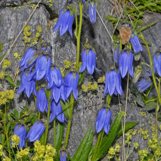Bearded Bellflower (Campanula Barbata) Plant Care & How to Grow, Water