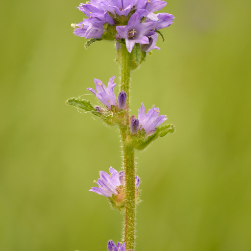 Forest Bellflower (Campanula Cervicaria) Plant Care & How to Grow, Water