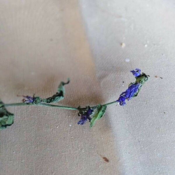 Campanula × Chevalieri Plant Care & How to Grow, Water